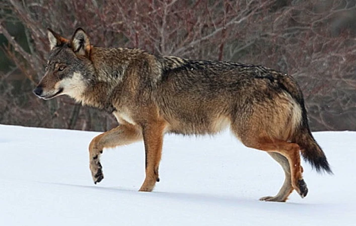 Pine Island wolves | Speculative Evolution Wiki | Fandom