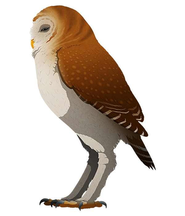 Giant owl (New Venus) | Speculative Evolution Wiki | Fandom