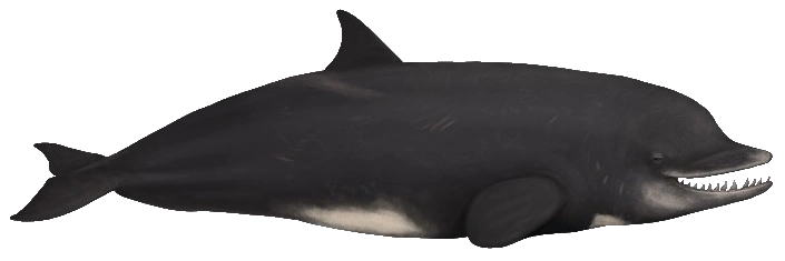 Category:Dolphins | Speculative Evolution Wiki | Fandom