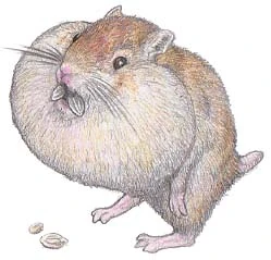 Nankyo rat (fiction) | Speculative Evolution Wiki | Fandom