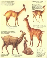 Rabbuck | Speculative Evolution Wiki | Fandom