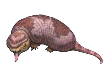 Nozuchi | Speculative Evolution Wiki | Fandom