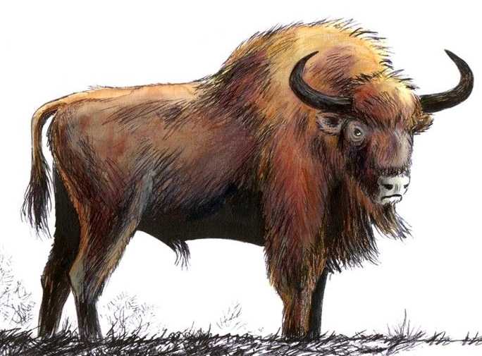 Mesanian bison | Speculative Evolution Wiki | Fandom