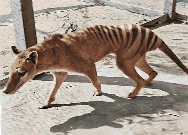 Extinct Dog With Zebra Stripes
