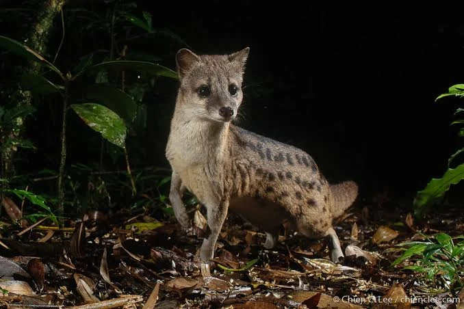 Malagasy Fox (New Pleistocene) | Speculative Evolution Wiki | Fandom