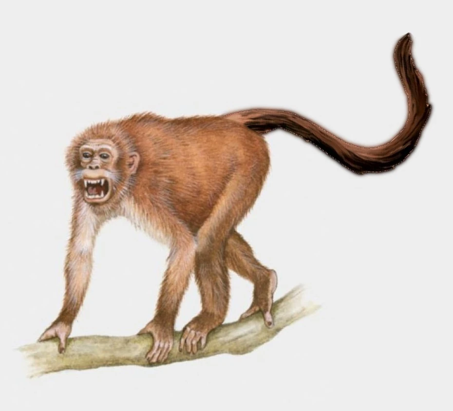 Vervet Capuchin | Speculative Evolution Wiki | Fandom