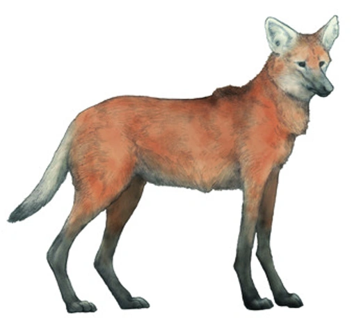 Kalaki (New Venus) | Speculative Evolution Wiki | Fandom