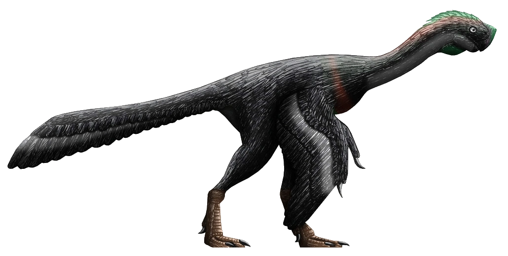 Smooth-headed ground parrot (Liera) | Speculative Evolution Wiki | Fandom