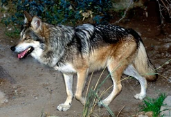 La Brea Island wolves | Speculative Evolution Wiki | Fandom