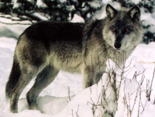 Amasian wolves | Speculative Evolution Wiki | Fandom