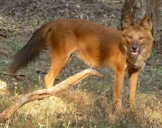 Pahar dholes | Speculative Evolution Wiki | Fandom