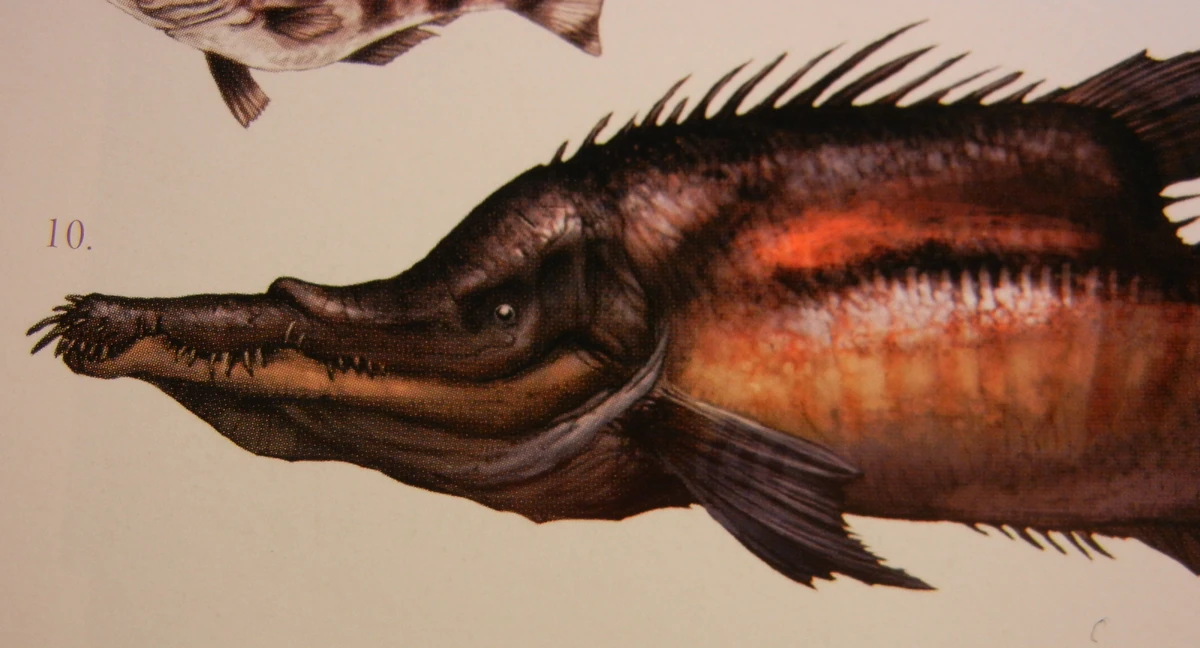 Needlemouth | Speculative Evolution Wiki | Fandom