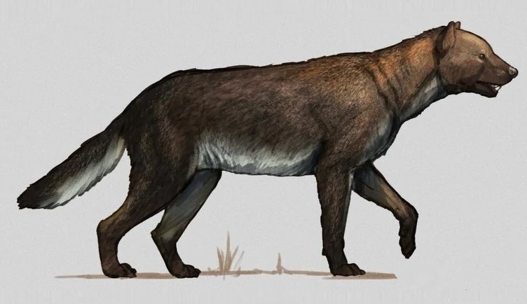 Graxaim (Planet X933) | Speculative Evolution Wiki | Fandom