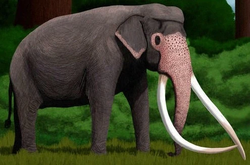 Novolaurasian common elephant (Liera) | Speculative Evolution Wiki | Fandom