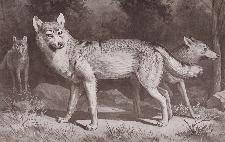 Ectasian wolf (Aether) | Speculative Evolution Wiki | Fandom