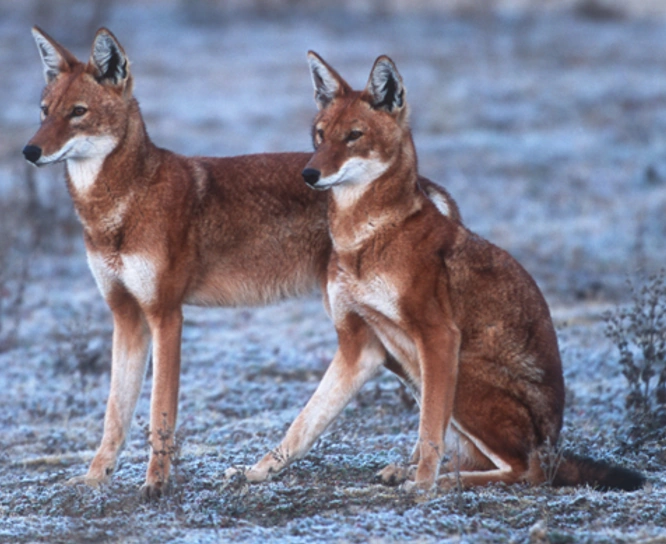 Nalroni (Endora) | Speculative Evolution Wiki | Fandom