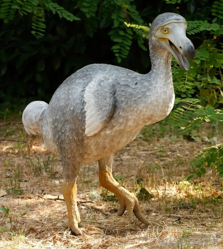 Hook-billed Chicken | Speculative Evolution Wiki | Fandom