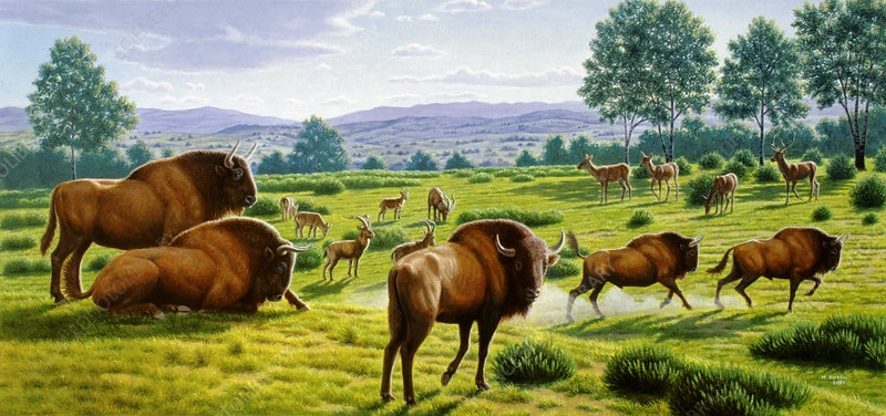 Interior European bison | Speculative Evolution Wiki | Fandom