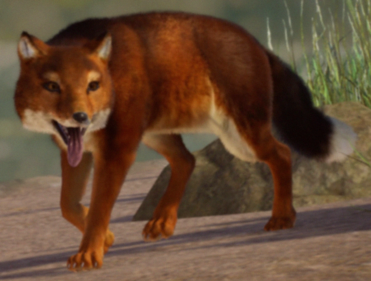 Saint Begren fox (Liera) | Speculative Evolution Wiki | Fandom