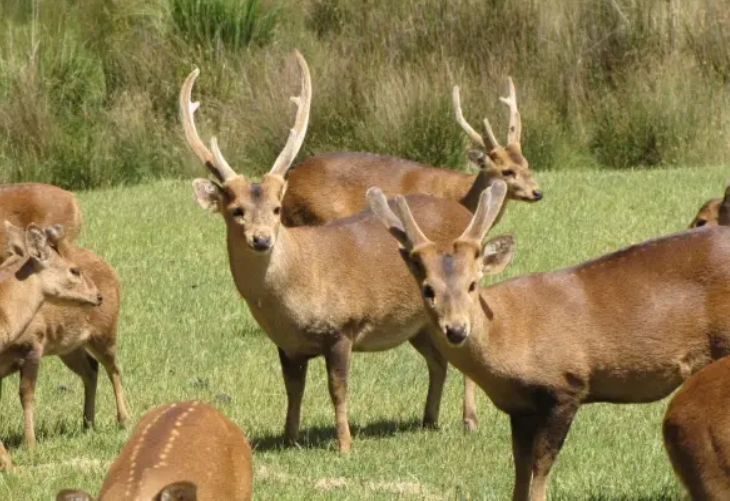 Basir deer | Speculative Evolution Wiki | Fandom