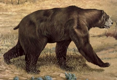 Ursidae (Terra) | Speculative Evolution Wiki | Fandom