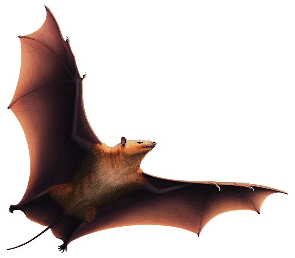 Rat-tailed bat (Liera) | Speculative Evolution Wiki | Fandom