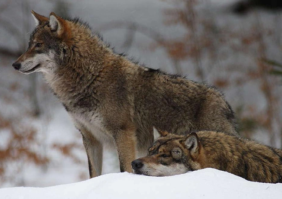 Arbor wolves | Speculative Evolution Wiki | Fandom