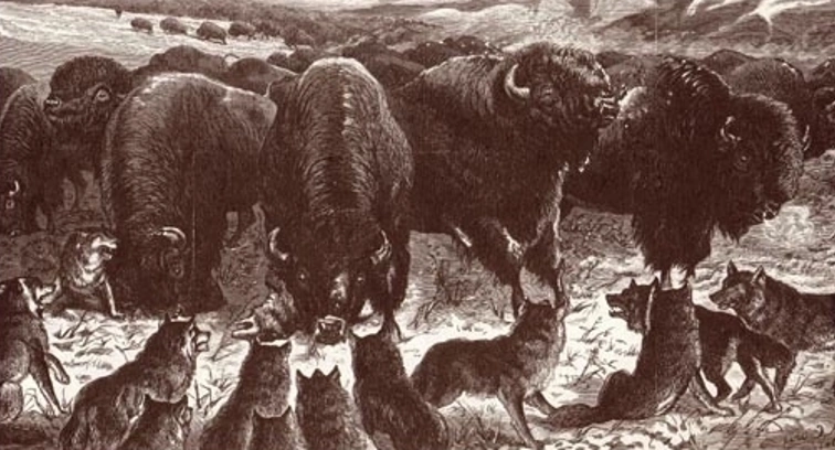 Elpis wolf (Aether) | Speculative Evolution Wiki | Fandom