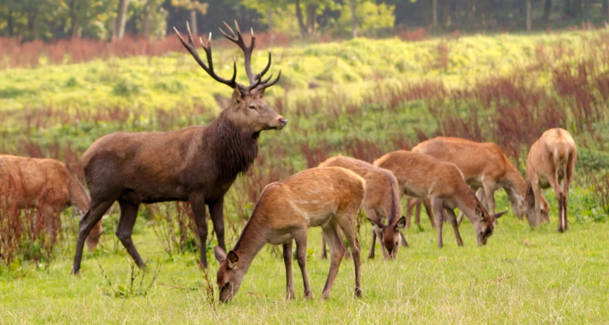 Laurasian red deer | Speculative Evolution Wiki | Fandom