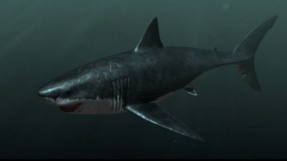 Giant shark | Speculative Evolution Wiki | Fandom
