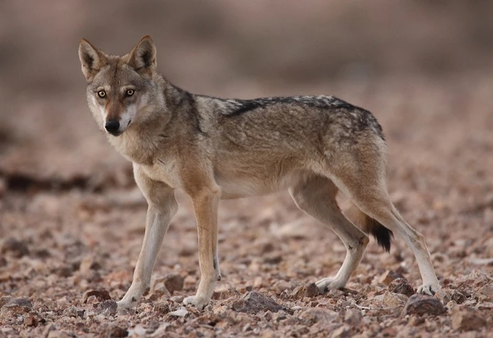 Gaia dwarf wolves | Speculative Evolution Wiki | Fandom