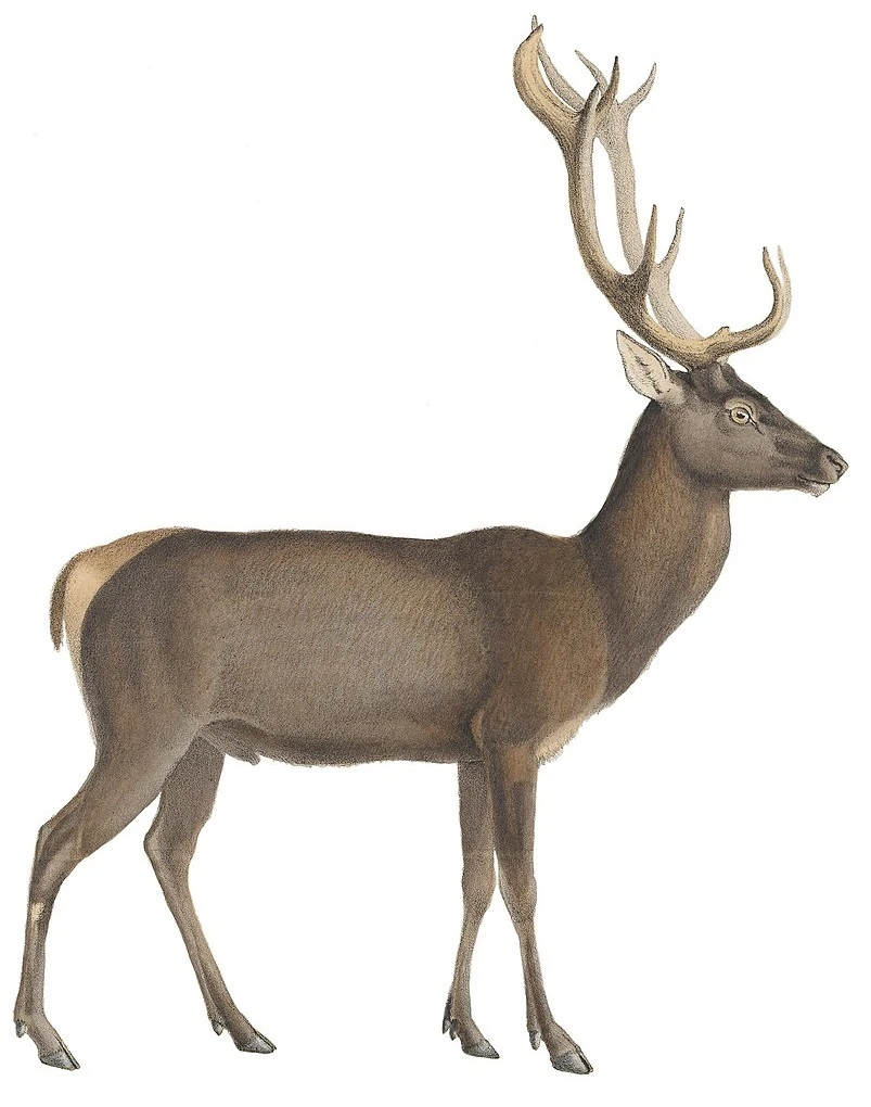 Lieran red deer (Liera) | Speculative Evolution Wiki | Fandom