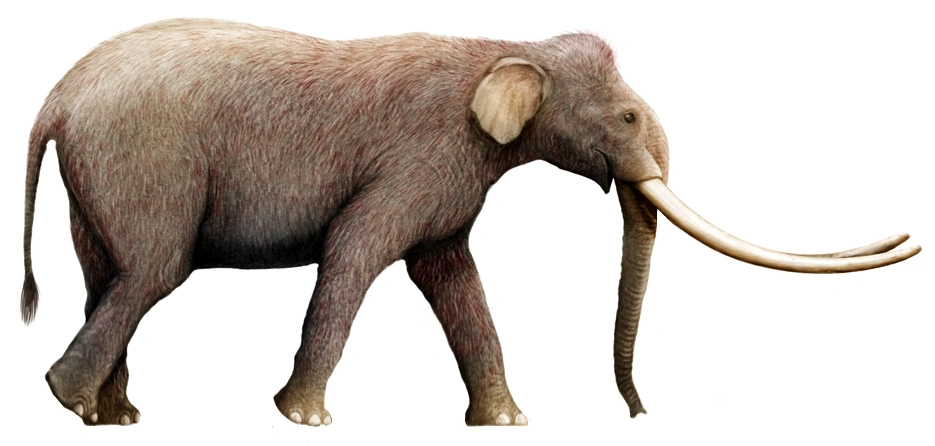 Novan dwarf elephant (Liera) | Speculative Evolution Wiki | Fandom