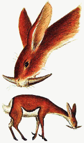 Rabbucks | Speculative Evolution Wiki | Fandom