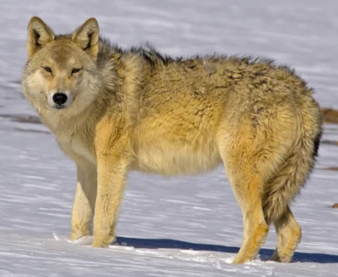 Saevus wolves | Speculative Evolution Wiki | Fandom