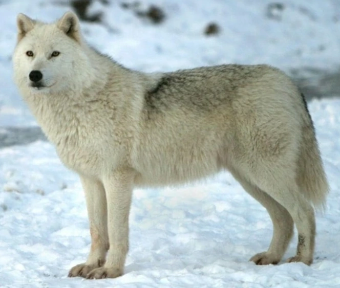 Vornskr (Monterra) | Speculative Evolution Wiki | Fandom