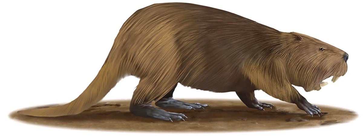 Giant beaver (SciiFii World) | Speculative Evolution Wiki | Fandom