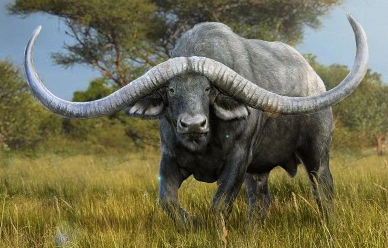 Rondor (Liera) | Speculative Evolution Wiki | Fandom