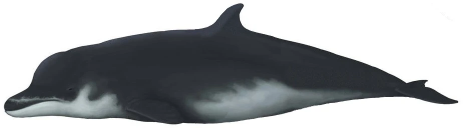 Long-snouted killer whale (Liera) | Speculative Evolution Wiki | Fandom