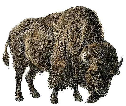 Neopangean bison (Liera) | Speculative Evolution Wiki | Fandom
