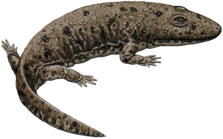 Temnospondyli (Liera) | Speculative Evolution Wiki | Fandom