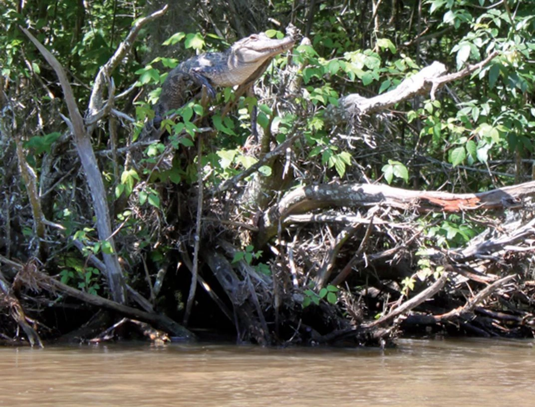 Tree Croc | Speculative Evolution Wiki | Fandom