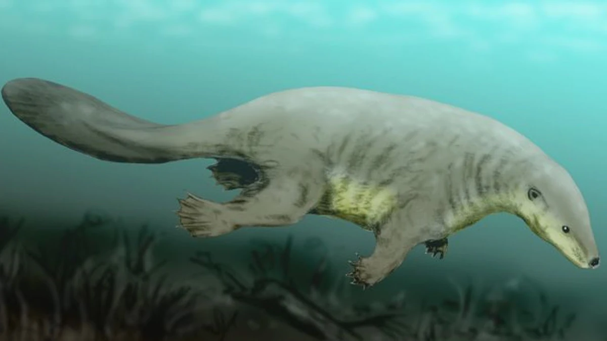 Beaver shrew | Speculative Evolution Wiki | Fandom