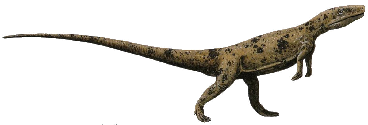 Goblin lizard (Liera) | Speculative Evolution Wiki | Fandom