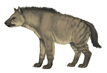 Lieran hunting hyena (Liera) | Speculative Evolution Wiki | Fandom