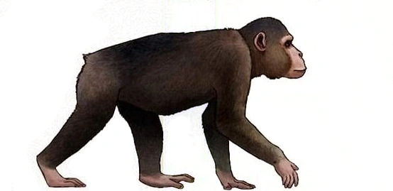 Moc'ssim monkey (New Venus) | Speculative Evolution Wiki | Fandom