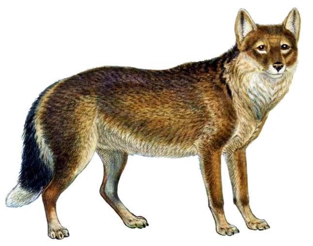 Rehvas (Liera) | Speculative Evolution Wiki | Fandom