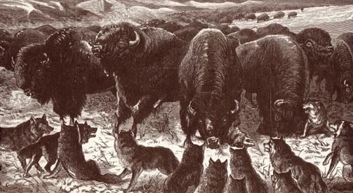 Royal bison (Terra) | Speculative Evolution Wiki | Fandom