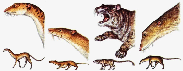 Predator rats | Speculative Evolution Wiki | Fandom
