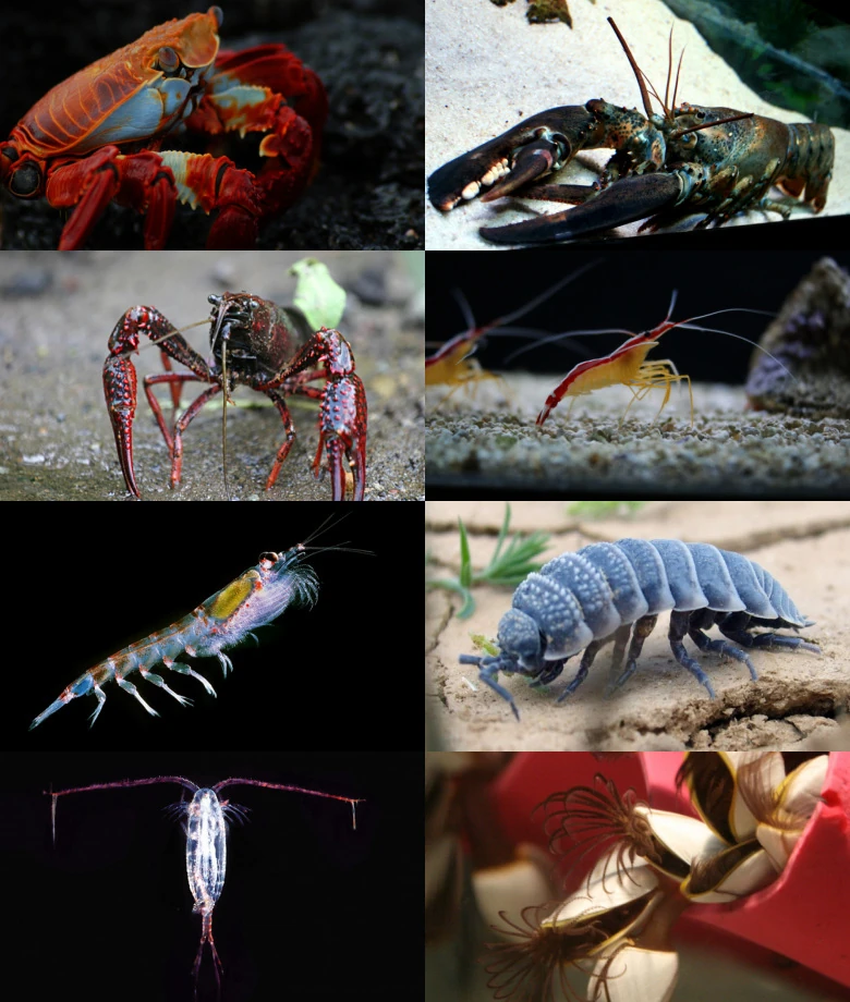Crustacean (Butterfly Effect) | Speculative Evolution Wiki | Fandom